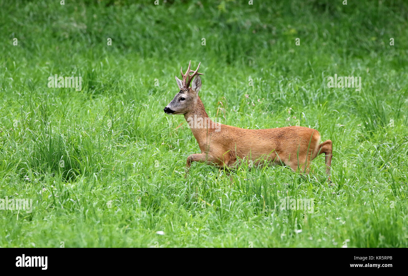 Roebuck does ricke hi-res stock photography and images - Alamy