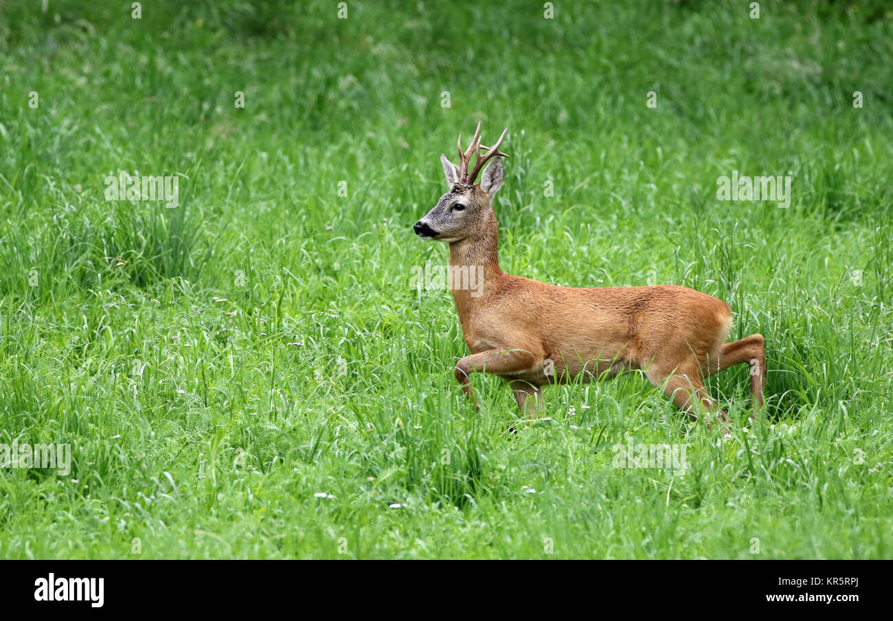 Roebuck does ricke hi-res stock photography and images - Alamy