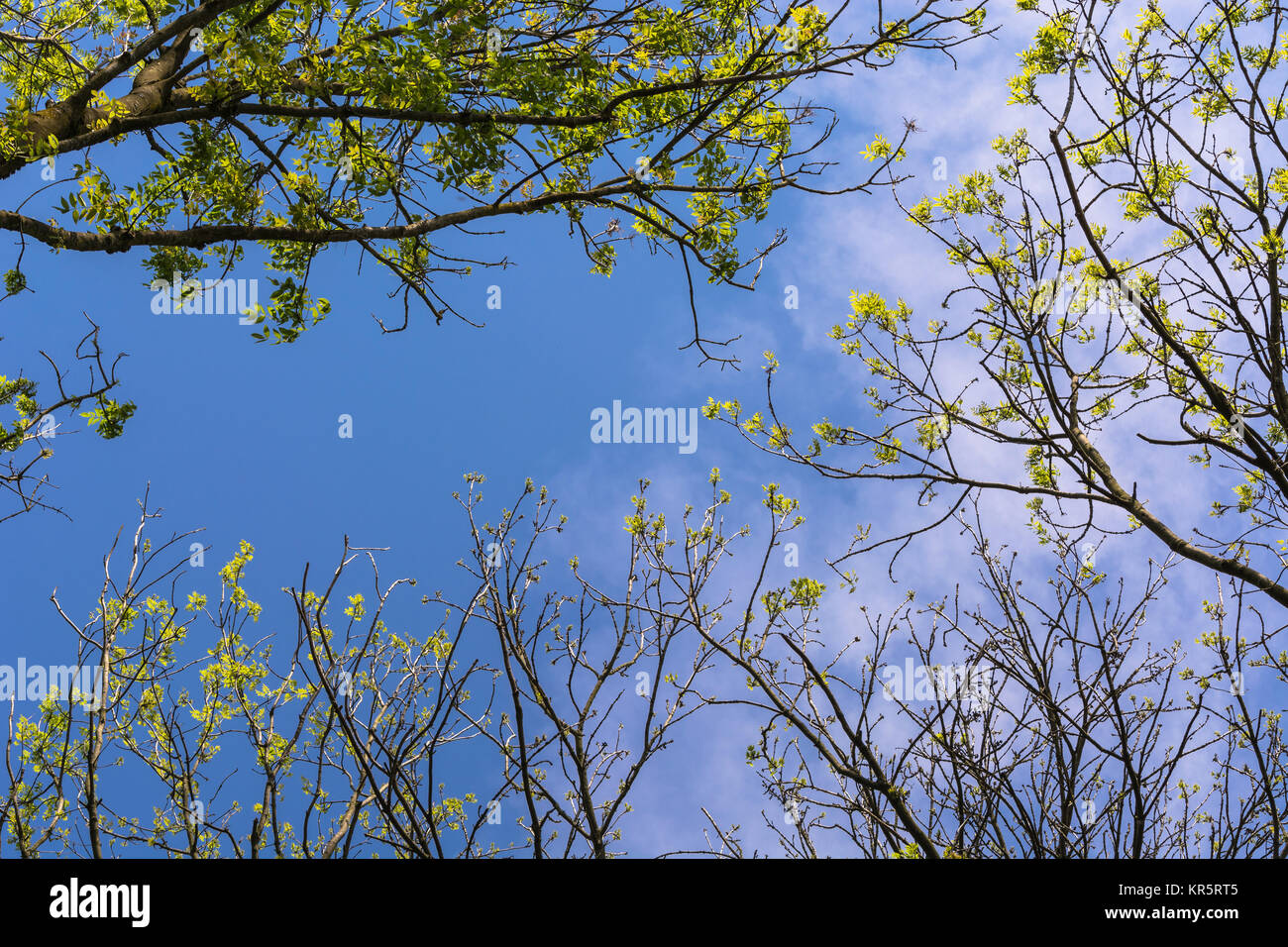 looking through leaves in the blue sky Stock Photo - Alamy