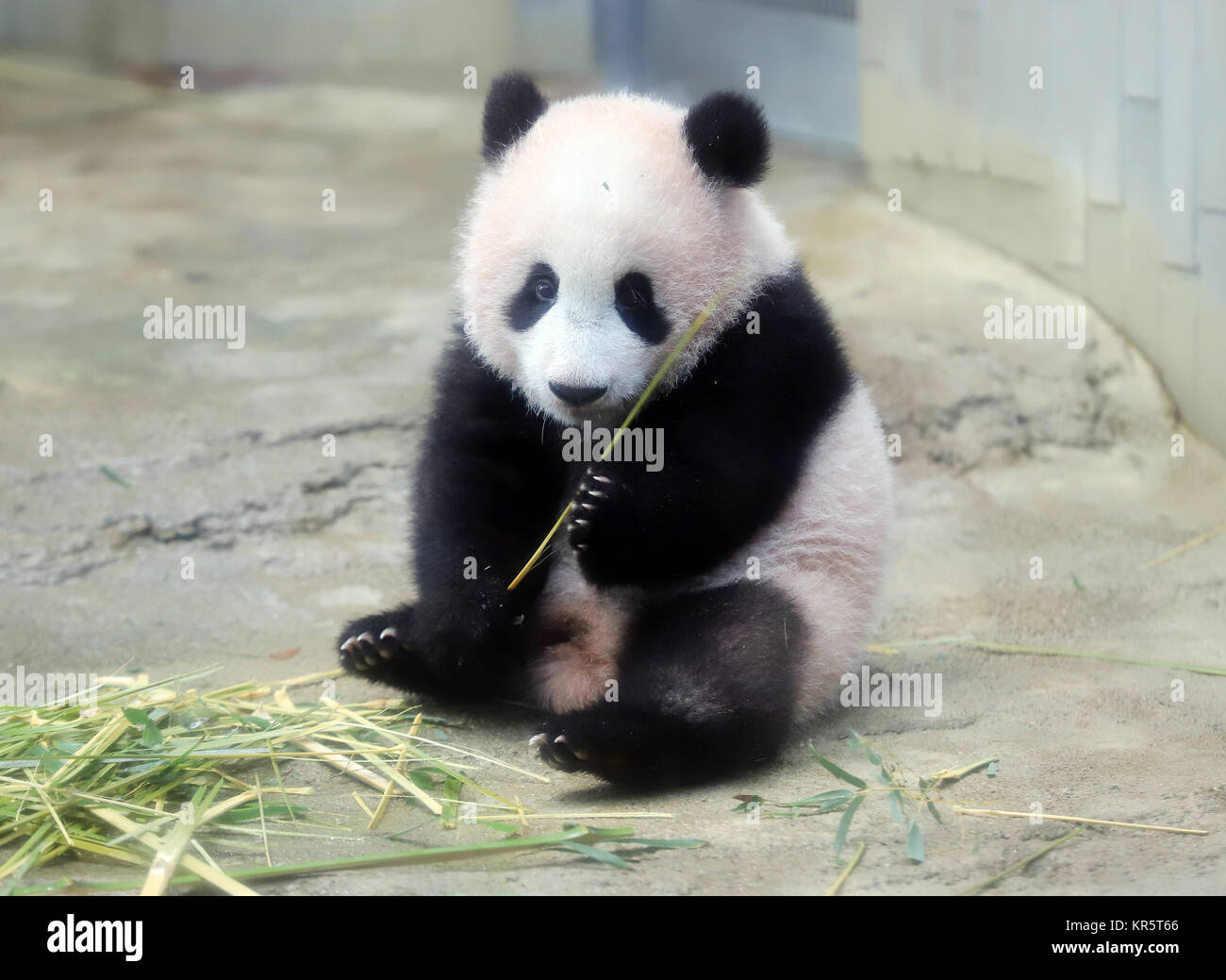 Tokyo, Japan. 18th Dec, 2017. Female giant panda cub Xiang Xiang eats ...