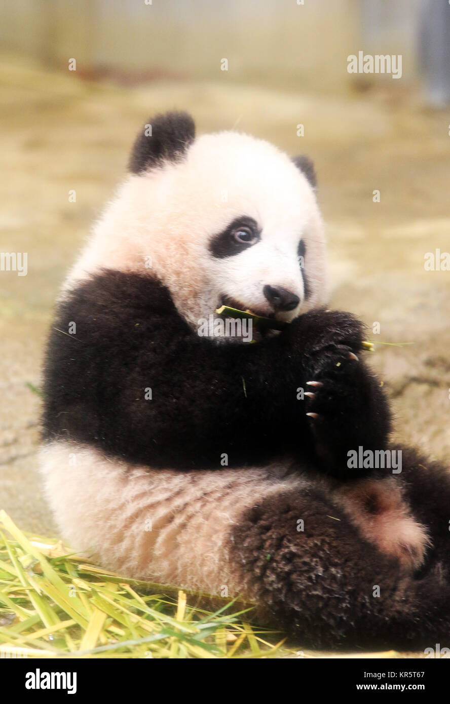 Tokyo, Japan. 18th Dec, 2017. Female giant panda cub Xiang Xiang eats ...