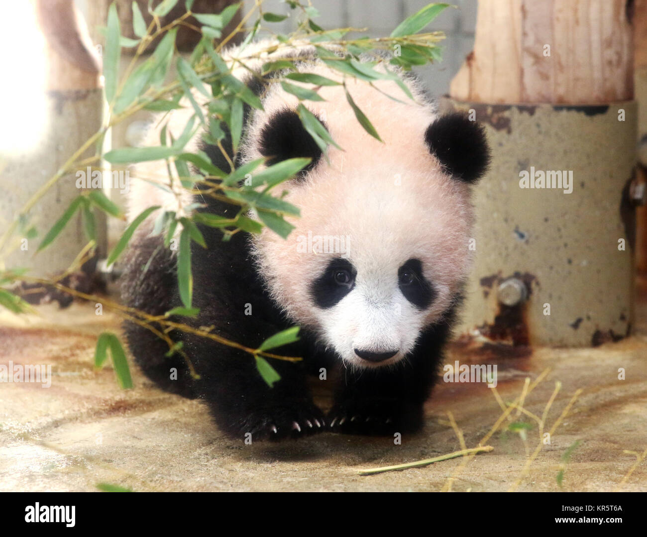 Tokyo, Japan. 18th Dec, 2017. Female giant panda cub Xiang Xiang walks ...