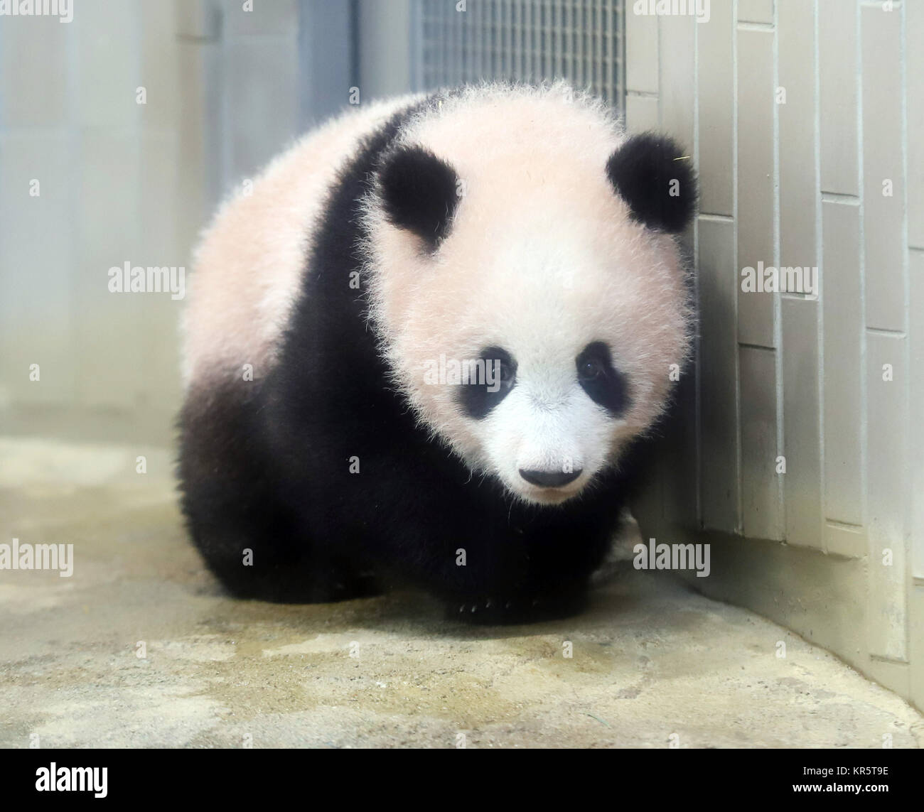 Tokyo, Japan. 18th Dec, 2017. Female giant panda cub Xiang Xiang walks ...