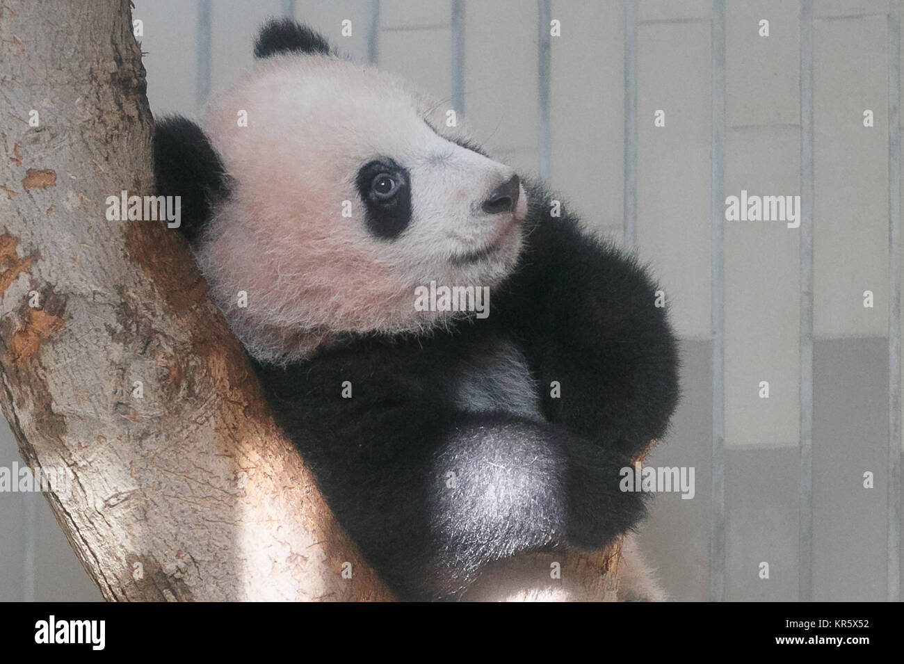 Tokyo, Japan. 18th December, 2017. New giant panda cub Xiang Xiang ...