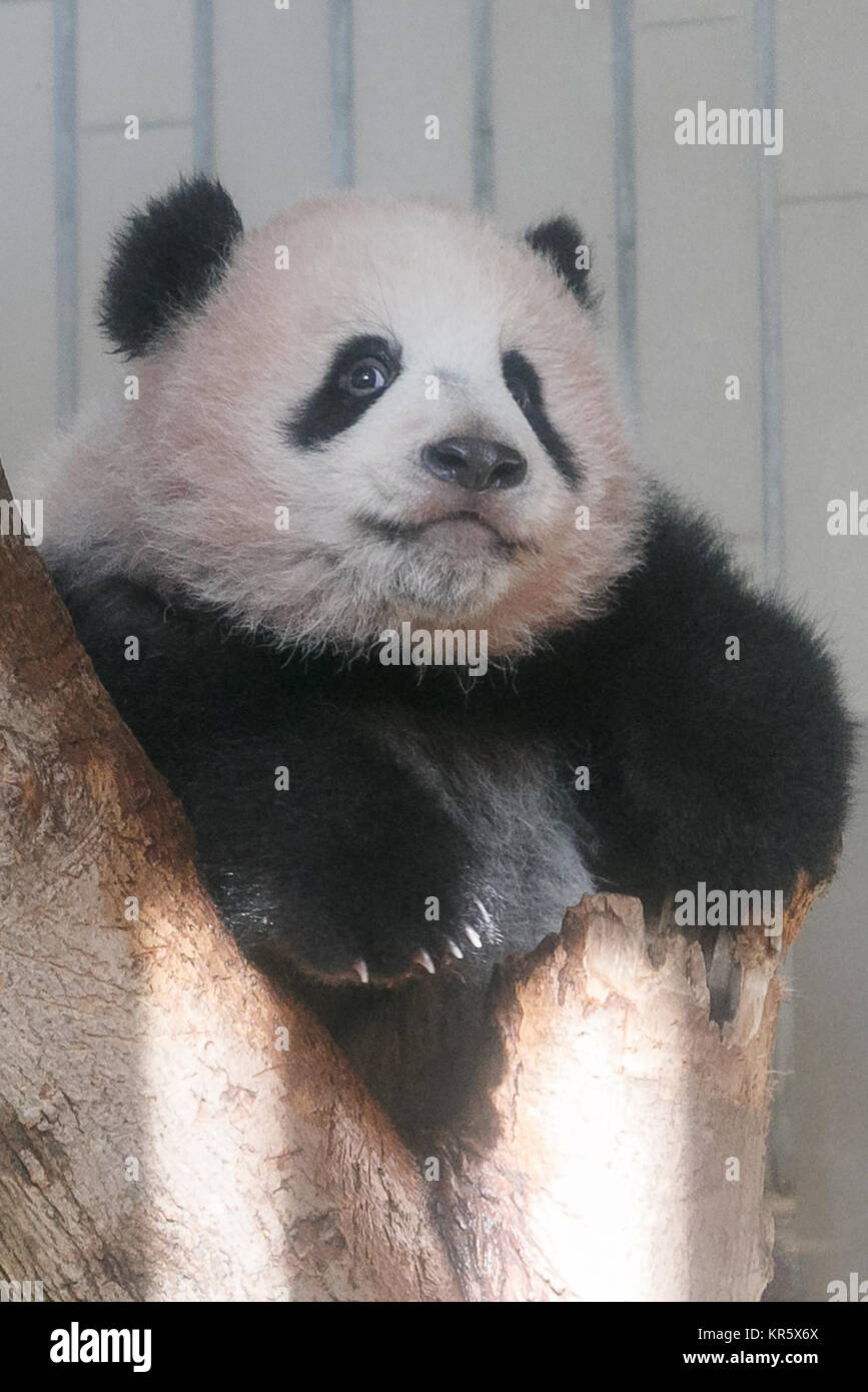 New giant panda cub Xiang Xiang makes public debut at Tokyo's Ueno Zoo ...