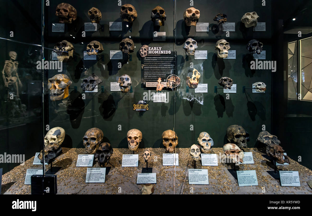 Orlando, Florida, USA. 17th Dec, 2017. The Museum of Osteology, one of ...