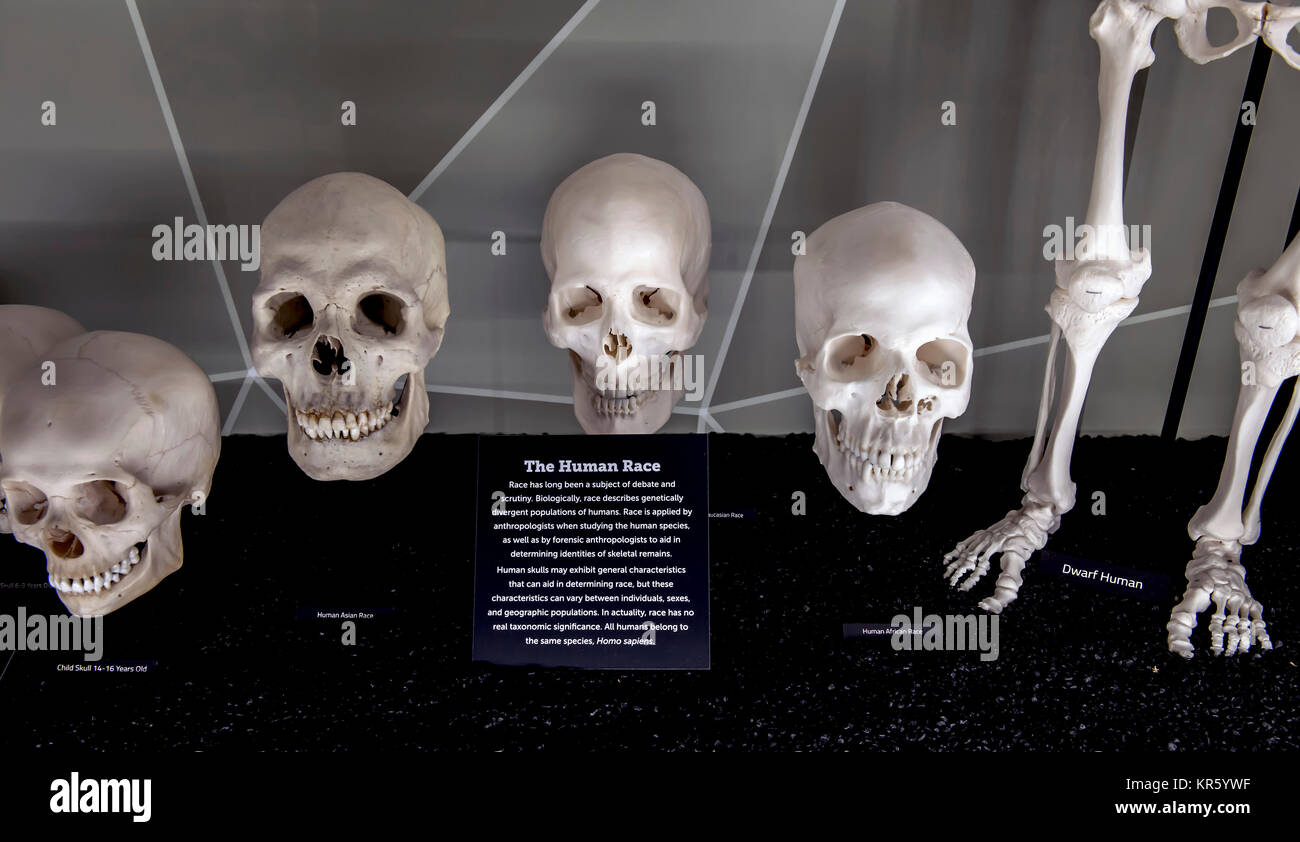 Orlando, Florida, USA. 17th Dec, 2017. The Museum of Osteology, one of ...