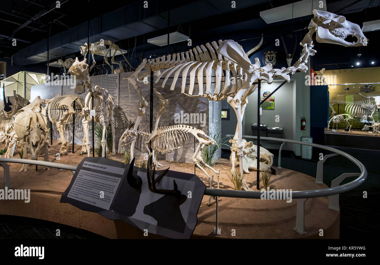 Orlando, Florida, USA. 17th Dec, 2017. The Museum of Osteology, one of ...