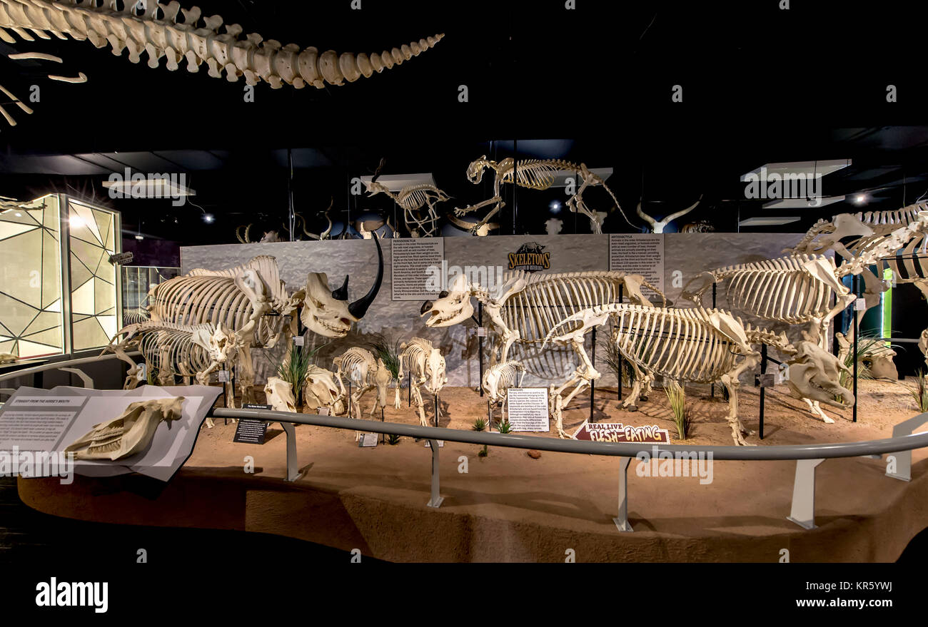 Orlando, Florida, USA. 17th Dec, 2017. The Museum of Osteology, one of ...