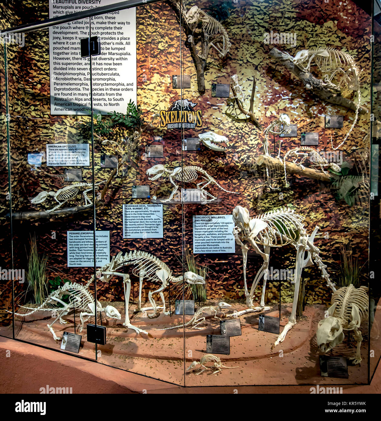 Orlando museum of osteology hi-res stock photography and images - Alamy