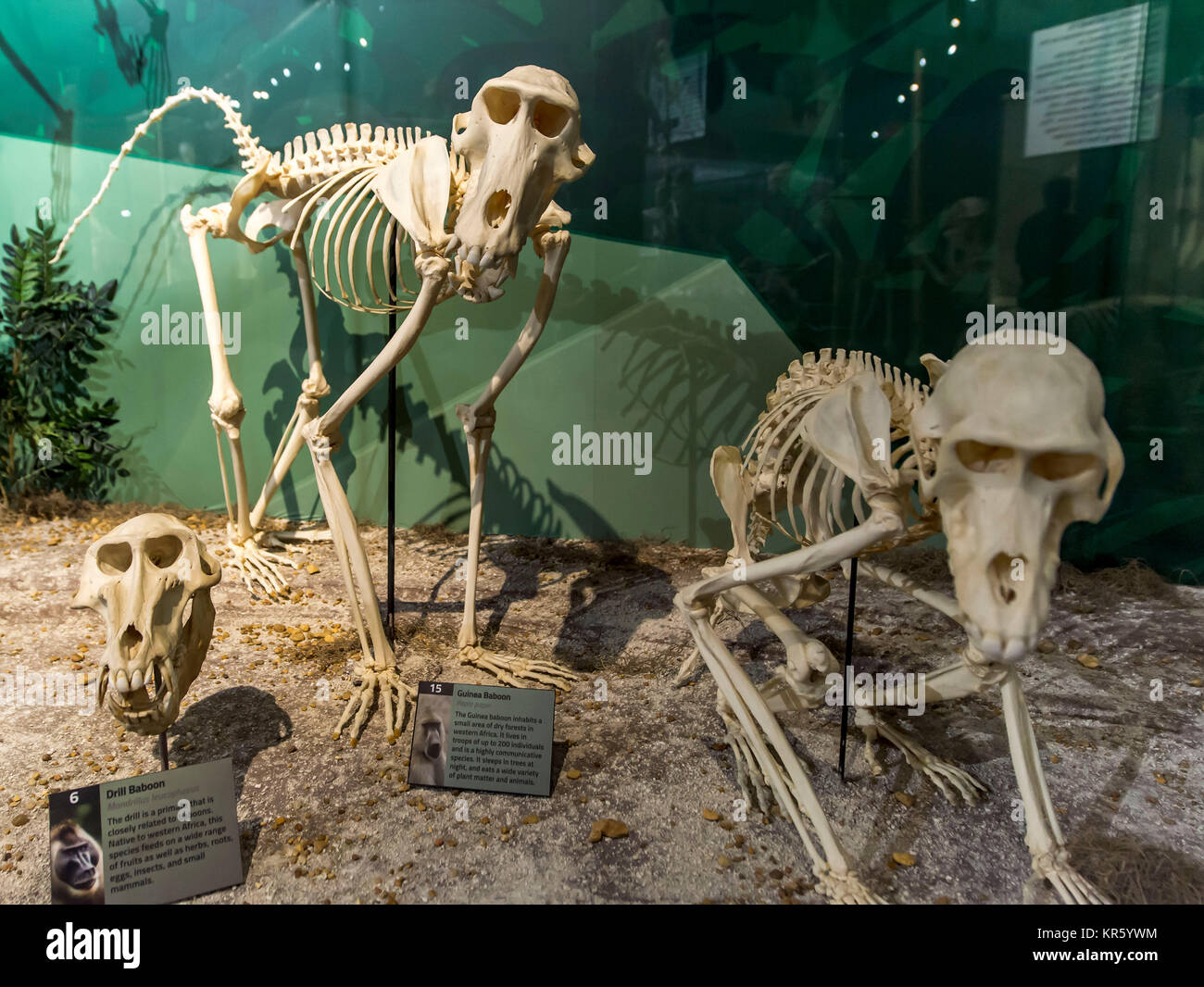 Orlando, Florida, USA. 17th Dec, 2017. The Museum of Osteology, one of ...