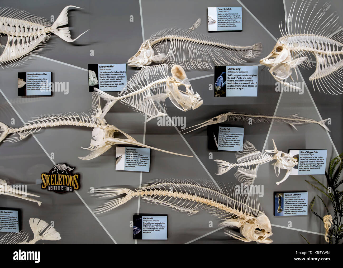 Orlando museum of osteology hi-res stock photography and images - Alamy