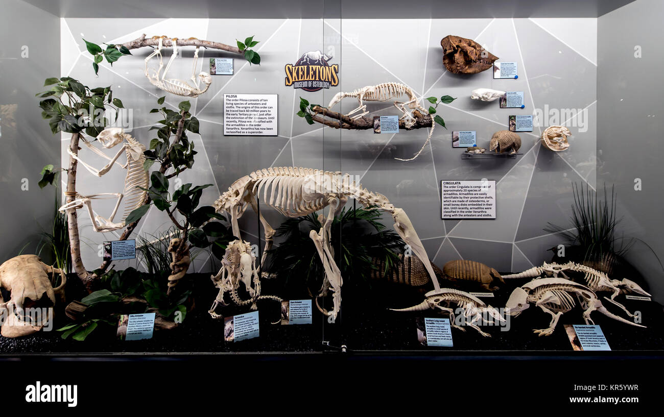 Orlando, Florida, USA. 17th Dec, 2017. The Museum of Osteology, one of ...