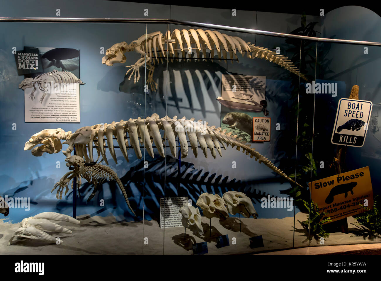 Orlando museum of osteology hi-res stock photography and images - Alamy