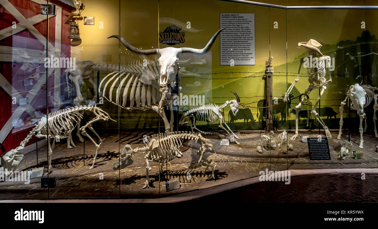 Orlando, Florida, USA. 17th Dec, 2017. The Museum of Osteology, one of ...