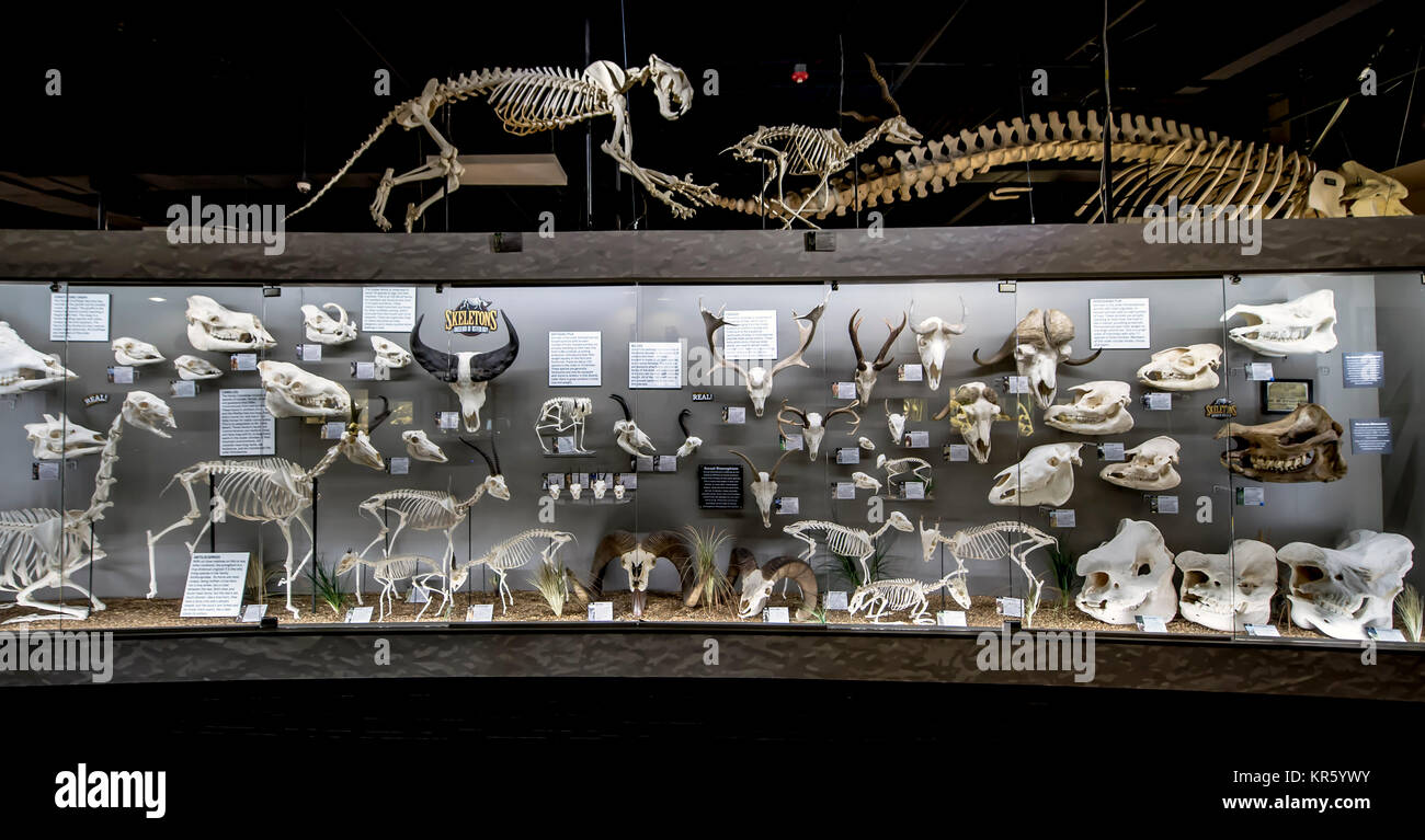 Orlando, Florida, USA. 17th Dec, 2017. The Museum of Osteology, one of ...