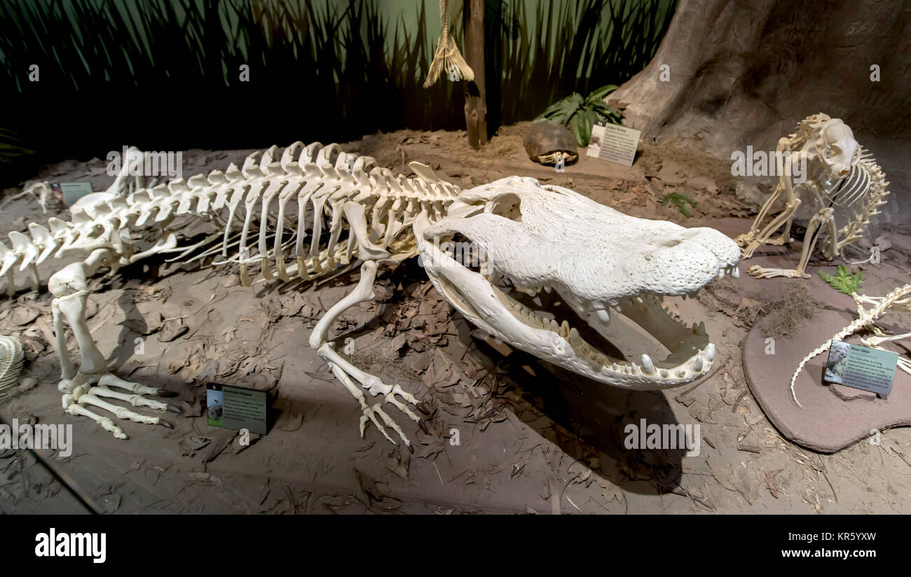 Orlando, Florida, USA. 17th Dec, 2017. The Museum of Osteology, one of ...