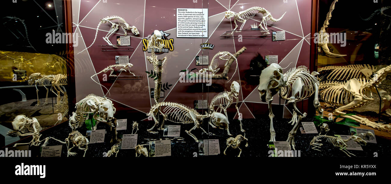 Orlando, Florida, USA. 17th Dec, 2017. The Museum of Osteology, one of ...