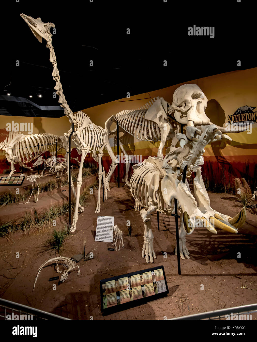 Orlando museum of osteology hi-res stock photography and images - Alamy