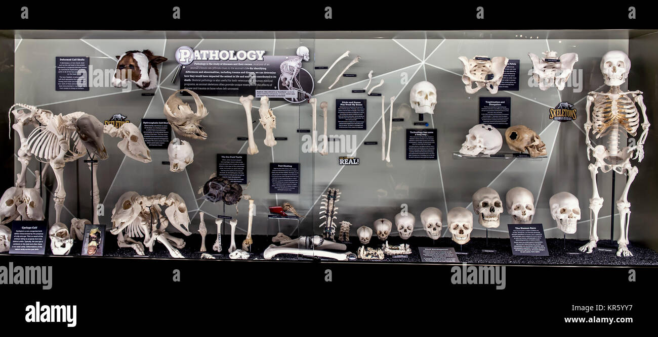 Orlando, Florida, USA. 17th Dec, 2017. The Museum of Osteology, one of ...