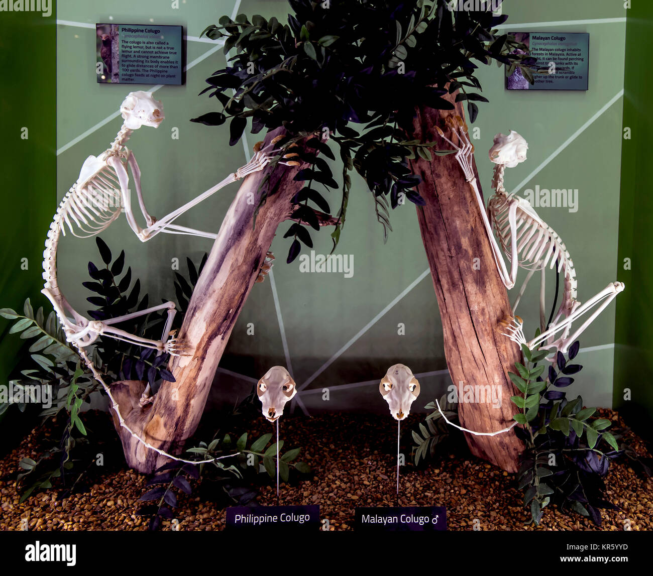 Orlando, Florida, USA. 17th Dec, 2017. The Museum of Osteology, one of ...