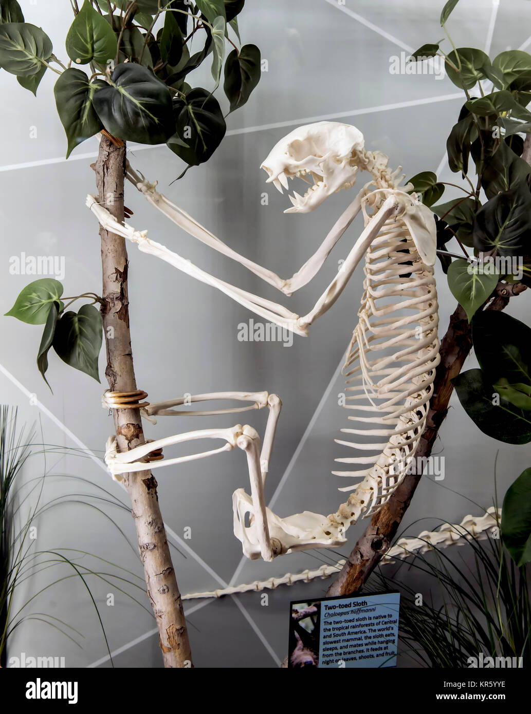 Skeleton museum orlando hi-res stock photography and images - Alamy