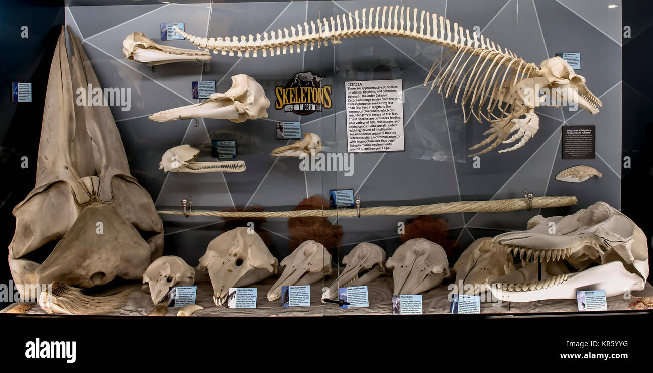 Orlando, Florida, USA. 17th Dec, 2017. The Museum of Osteology, one of ...