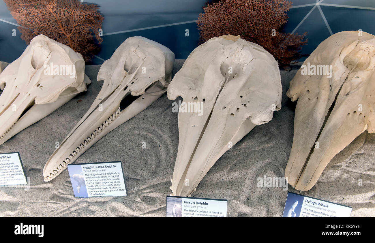 Orlando museum of osteology hi-res stock photography and images - Alamy