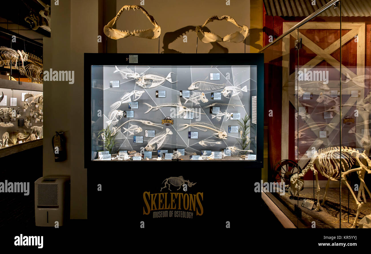 Orlando, Florida, USA. 17th Dec, 2017. The Museum of Osteology, one of ...