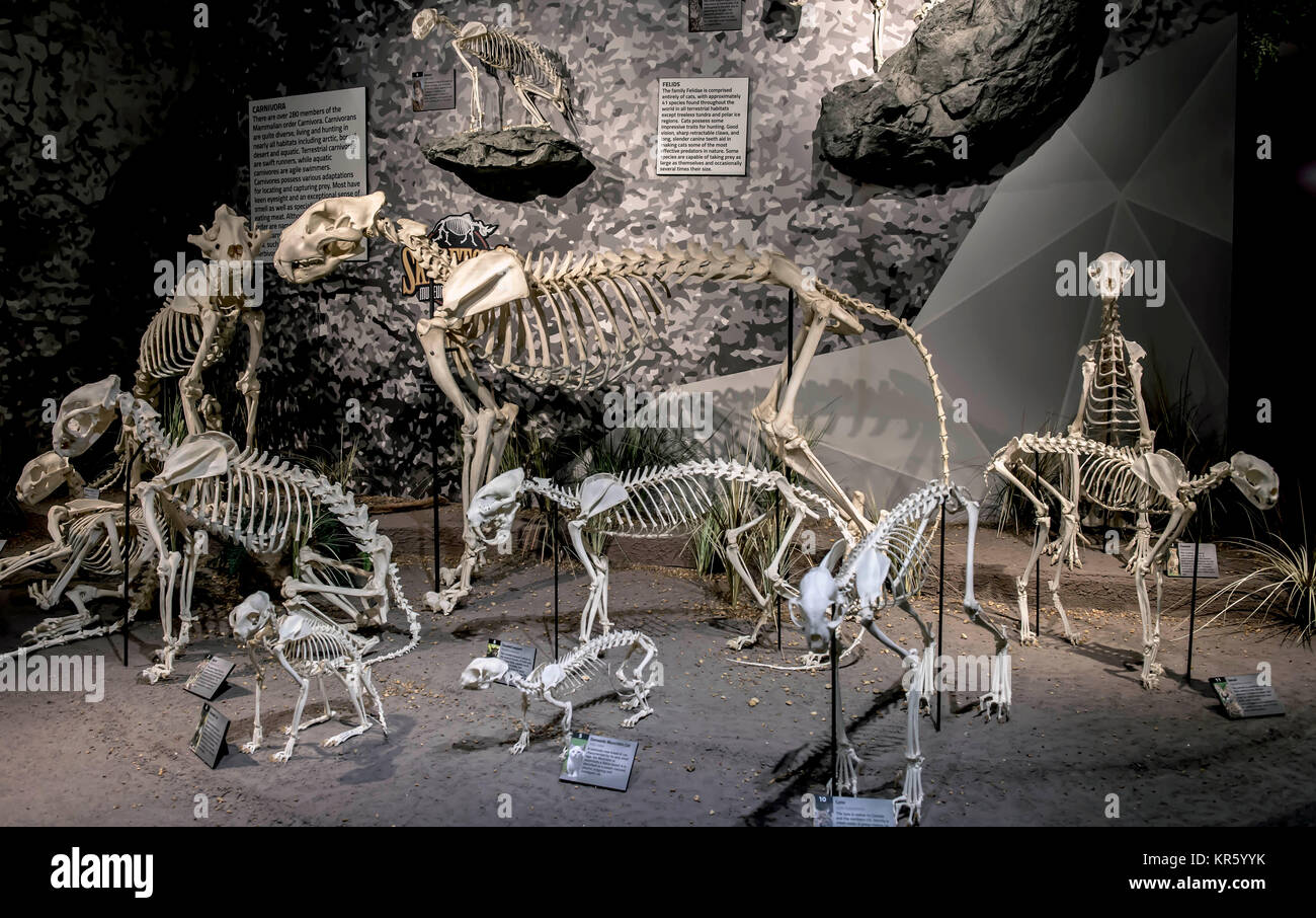 Orlando, Florida, USA. 17th Dec, 2017. The Museum of Osteology, one of ...