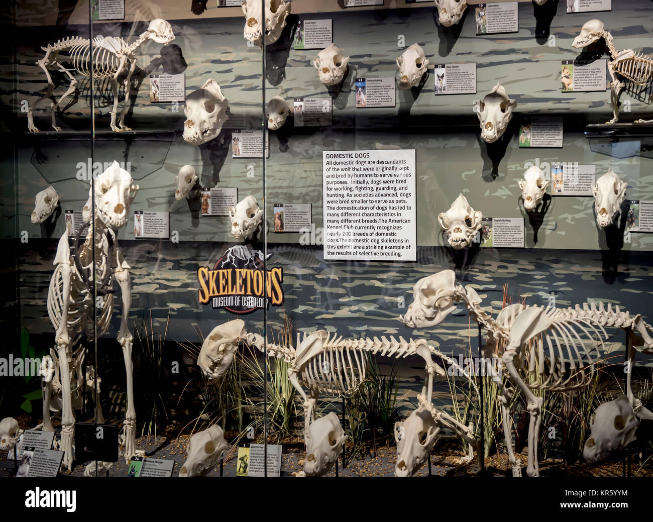 Orlando, Florida, USA. 17th Dec, 2017. The Museum of Osteology, one of ...