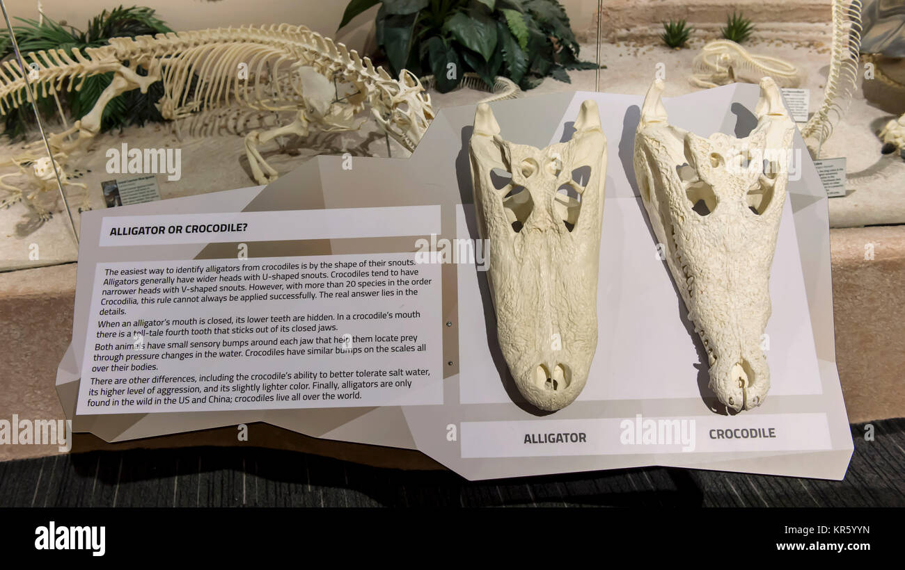 Orlando museum of osteology hi-res stock photography and images - Alamy