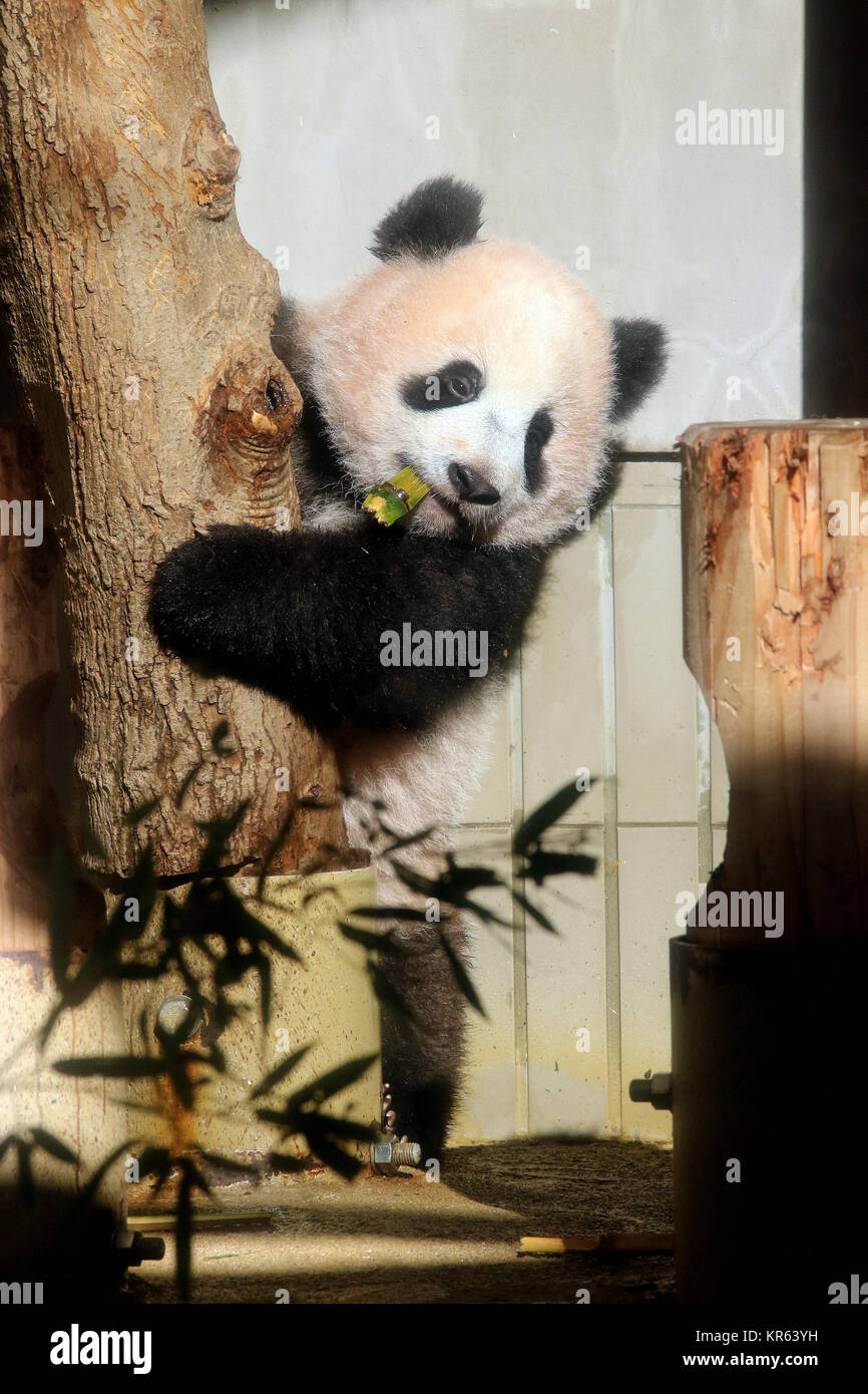 Tokyo. 19th Dec, 2017. Giant panda cub Xiang Xiang plays at Tokyo's ...