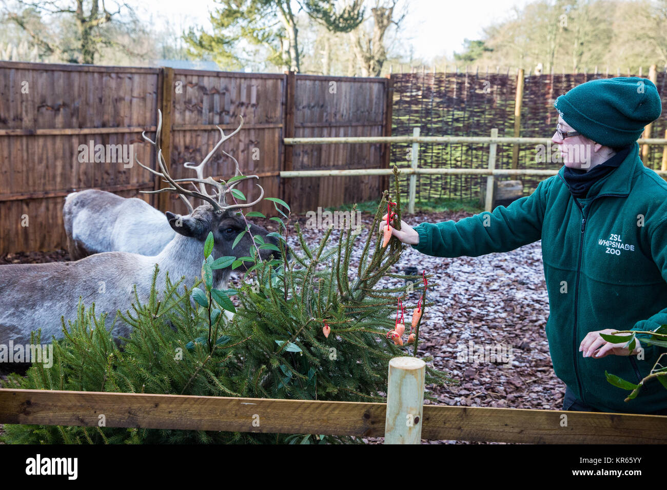 Whipsnade, UK. 19th Dec, 2017. A zoo keeper tries to erect a Christmas ...