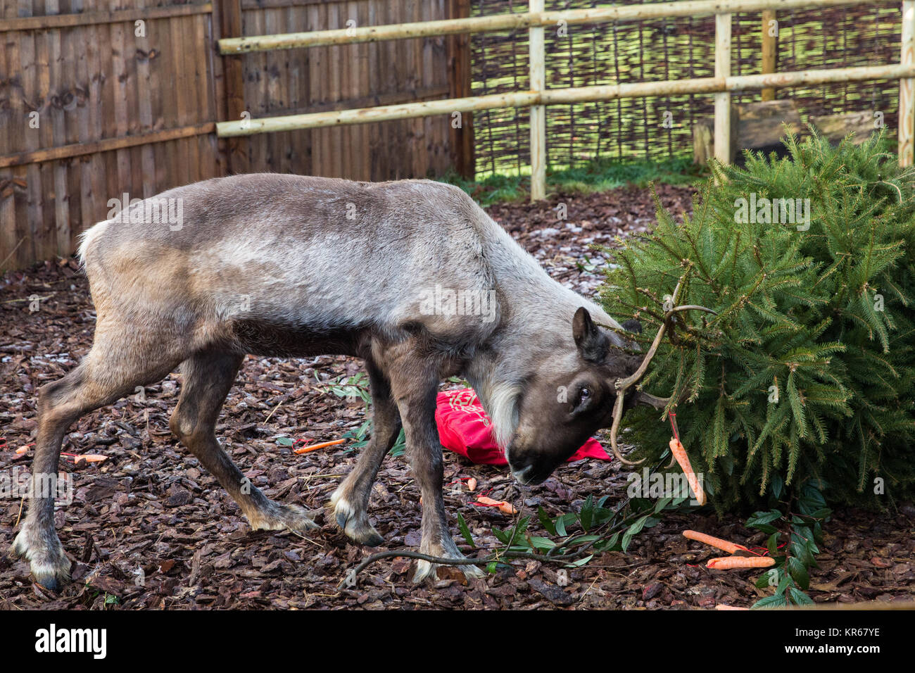 Reindeer Eating Carrots