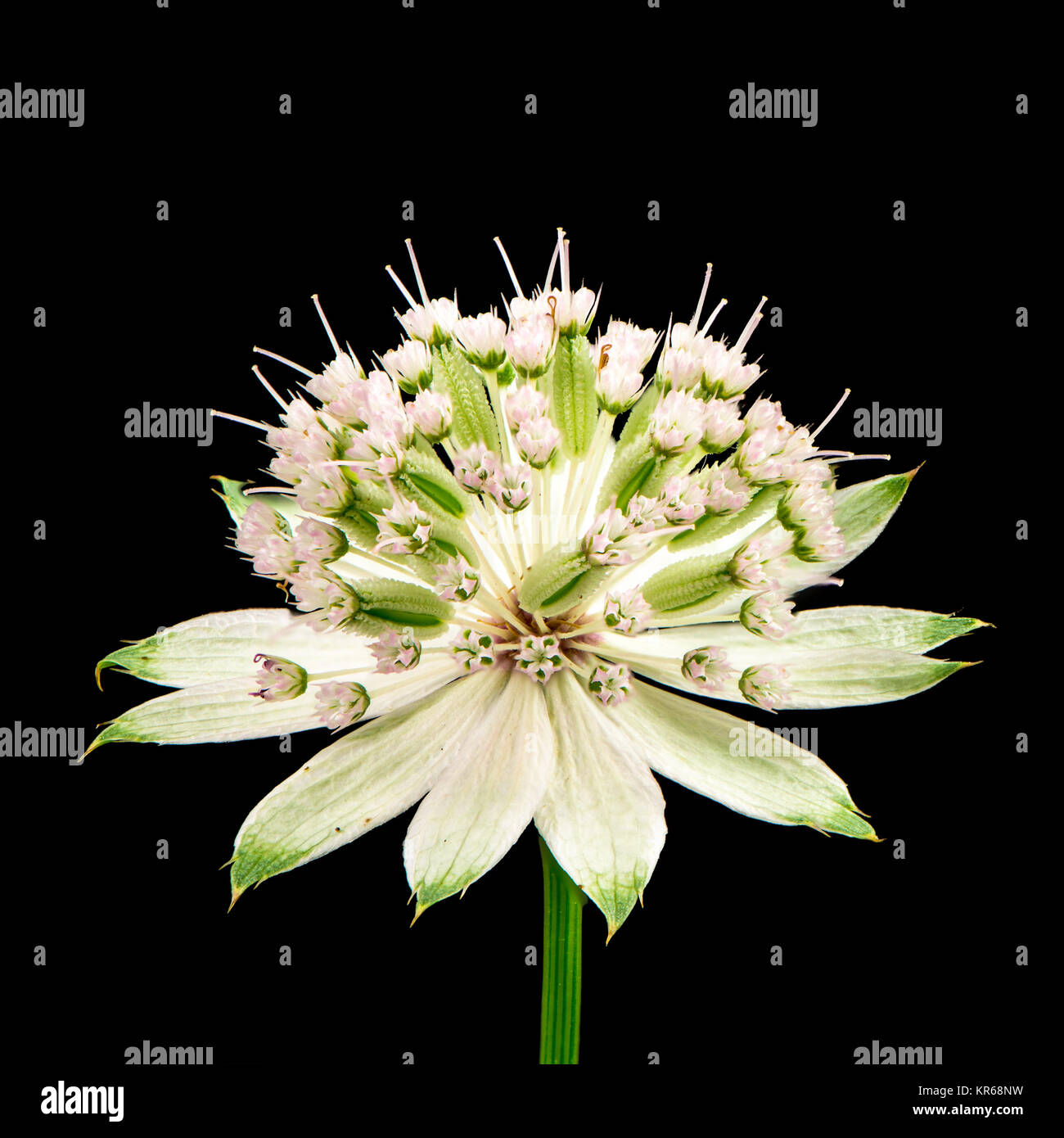 Blossom of a masterwort flower Stock Photo - Alamy