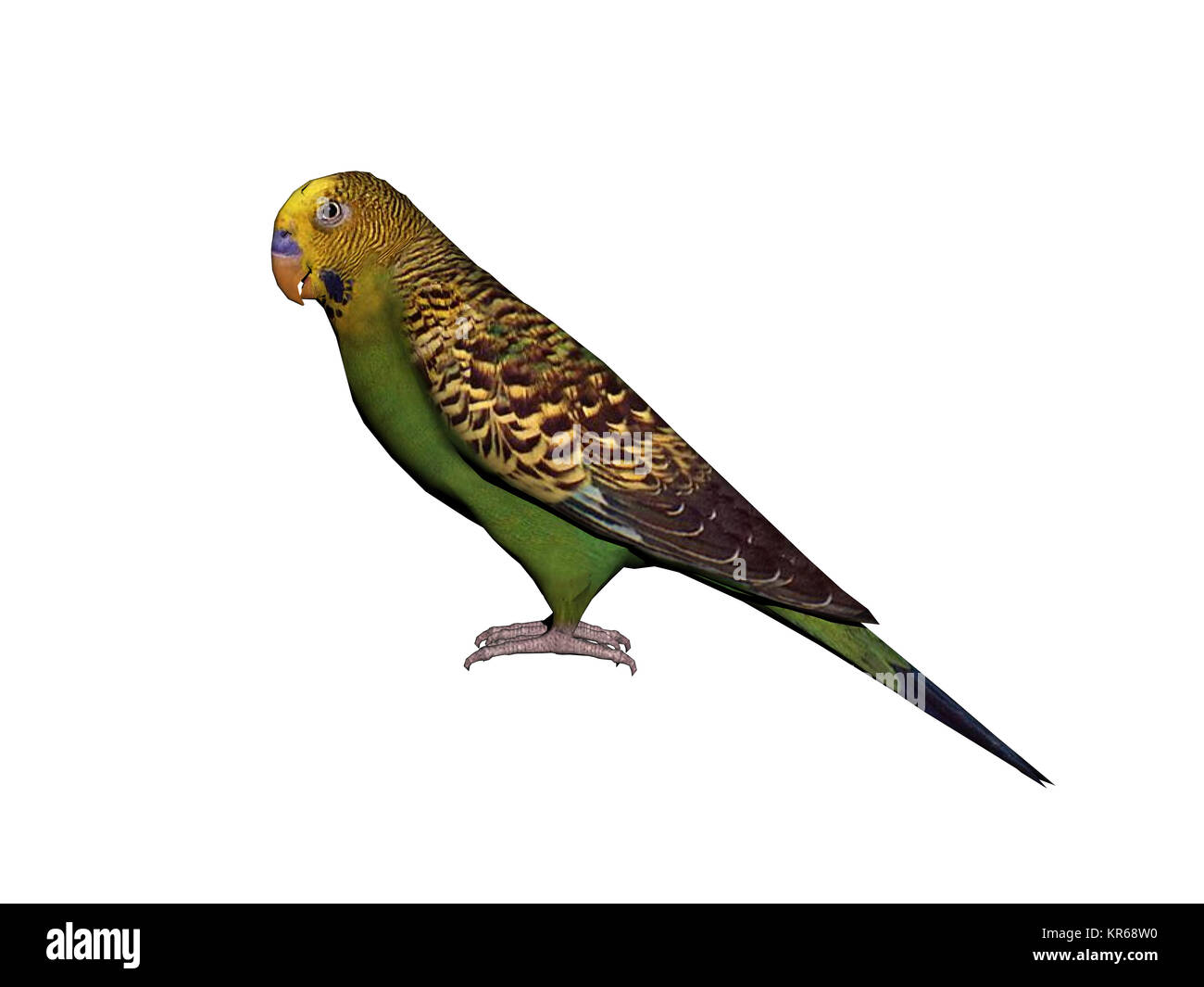Parrotbirds High Resolution Stock Photography and Images - Alamy