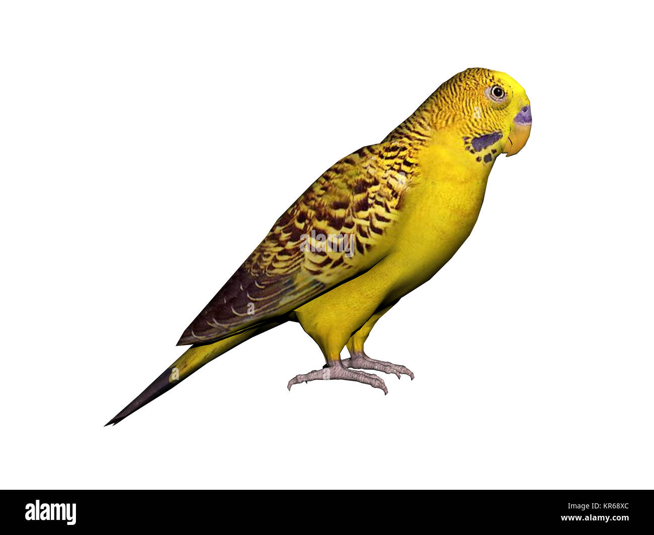 Parrotbirds High Resolution Stock Photography and Images - Alamy
