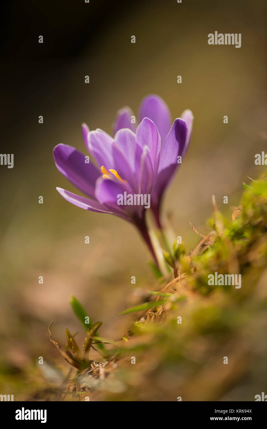 blooming crocus in beautiful pastel colors in close-up Stock Photo - Alamy