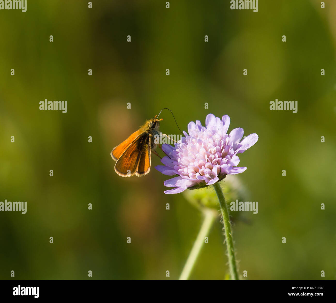 Small Skipper Butterfly Stock Photo - Alamy