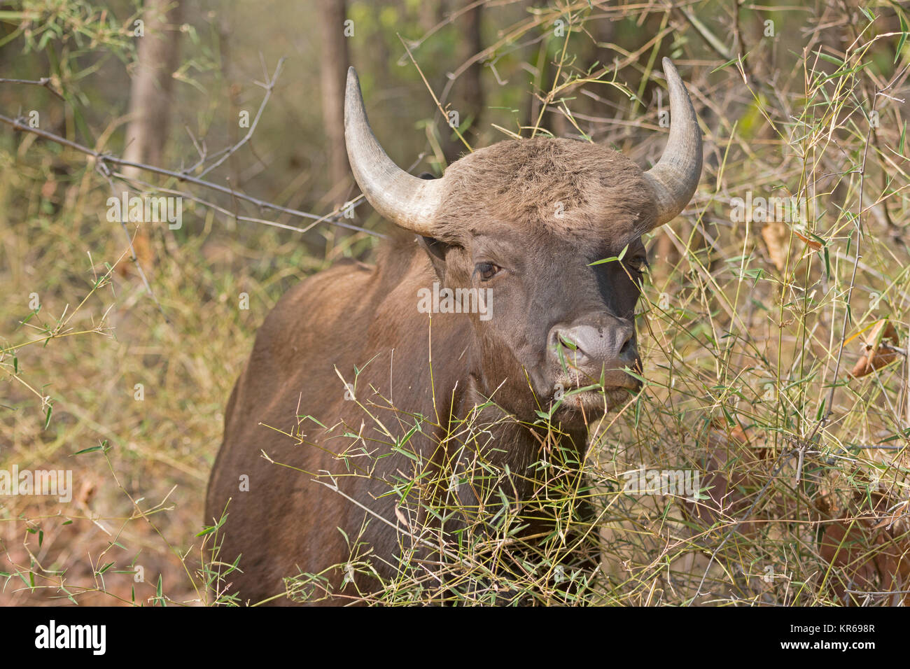 Gaur in the Forest Stock Photo - Alamy