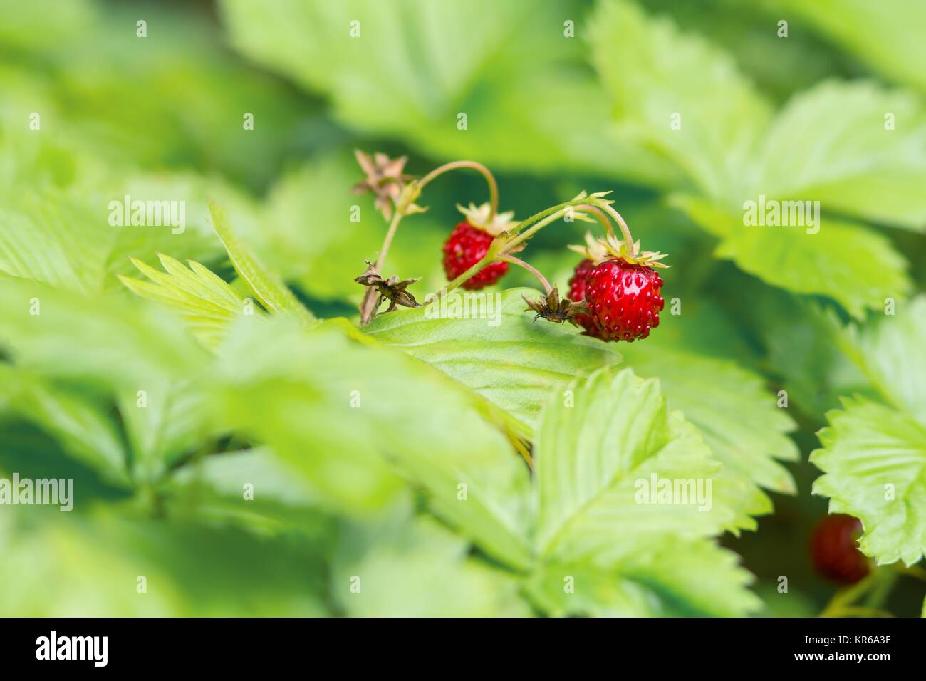 fruchtstand the wild strawberry / inflorescence of the wild strawberry ...