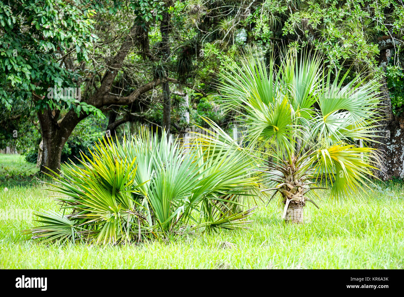 Chusan hi-res stock photography and images - Alamy