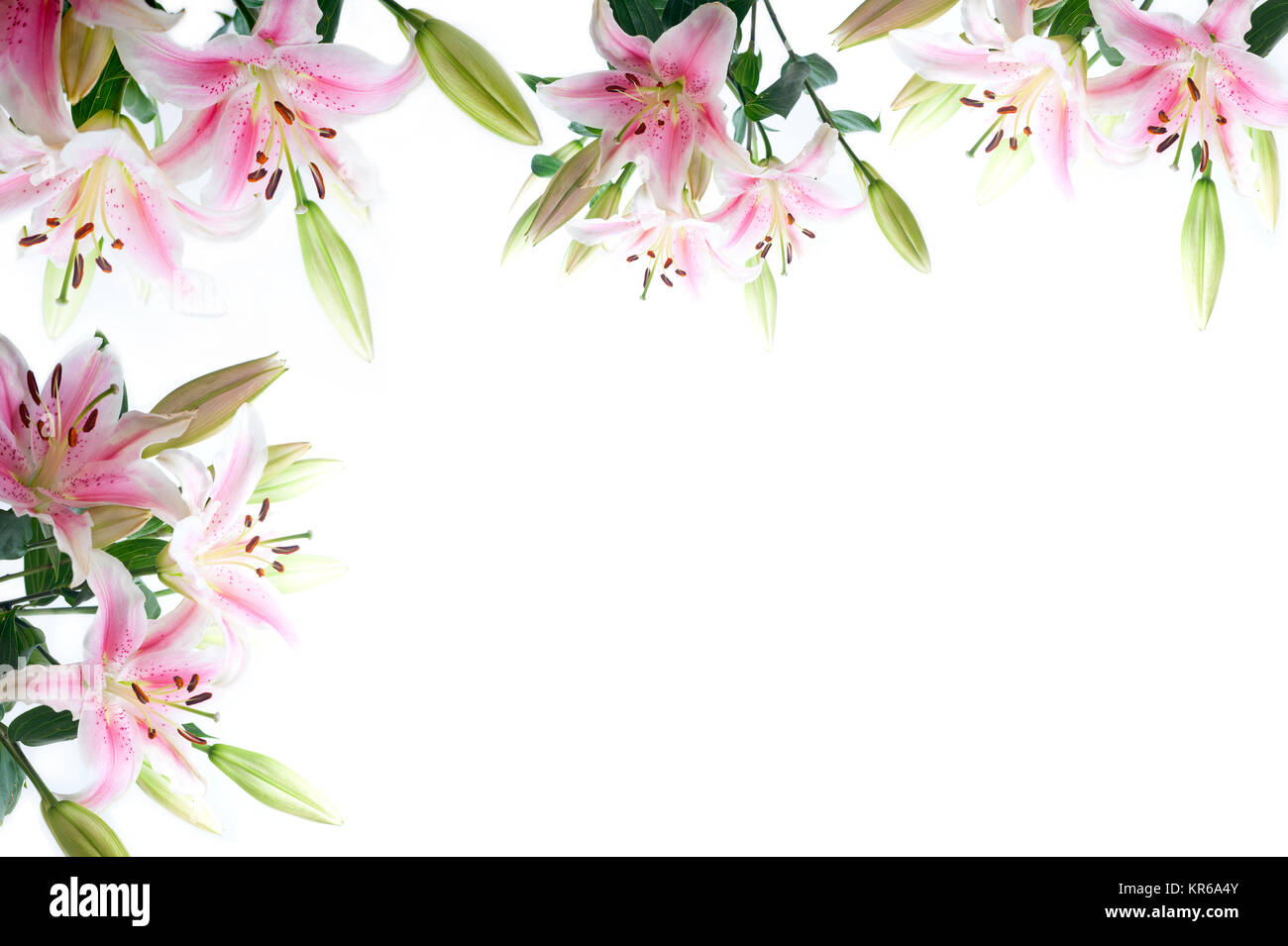 lily flowers composition frame Stock Photo - Alamy
