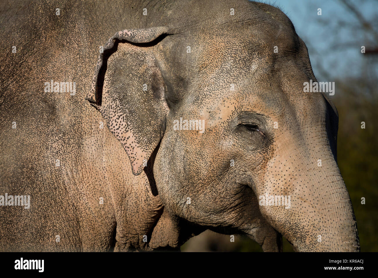 Head of an Asian Elephnat (Elephas maximus Stock Photo - Alamy