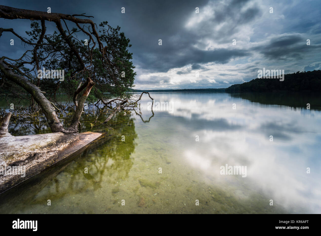 reflection of beautiful,dark clouds on a lake with fallen trees on the ...