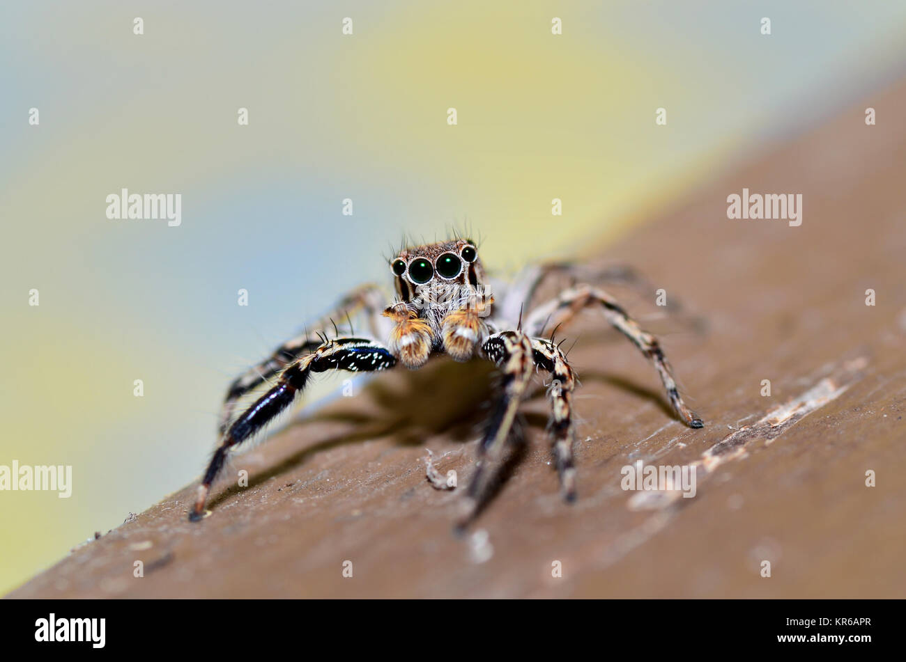 close up if jumping spider, family (Salticidae) resting on a wood ...