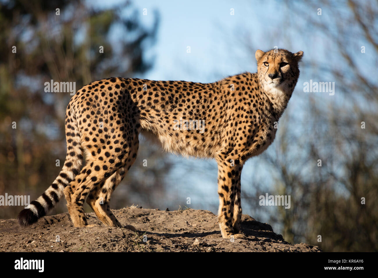 Gepard is standing and looking (Acinonyx jubatus Stock Photo - Alamy
