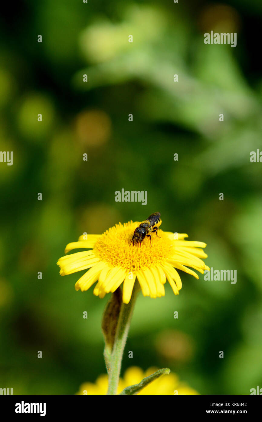 Bee taking nectar from a yellow fleabane flower Stock Photo - Alamy