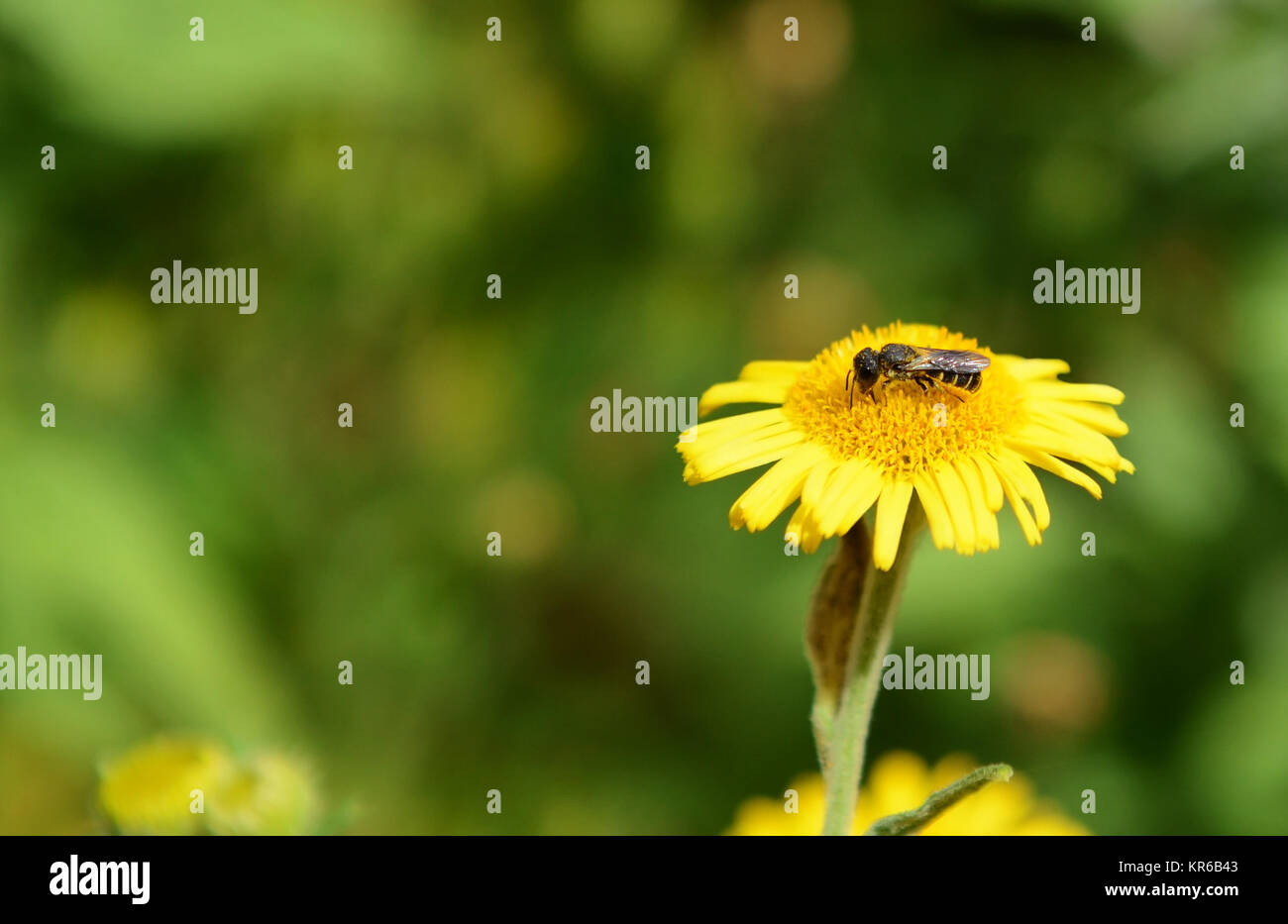 Bee taking nectar from a fleabane flower Stock Photo - Alamy